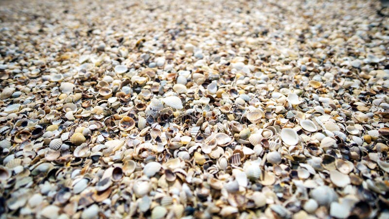 Lots of Shell Covers the Sea Stock Photo - Image of collection, lots ...