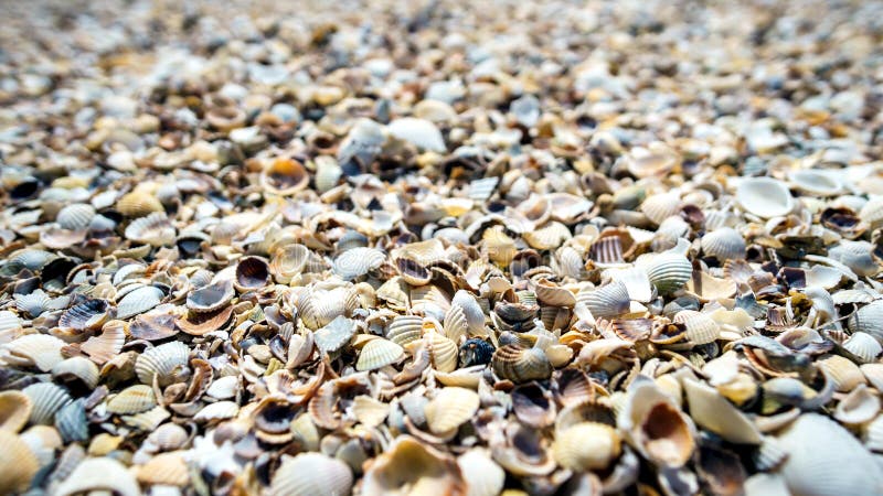 Lots of Shell Covers the Sea 2 Stock Photo - Image of nature, tropical ...