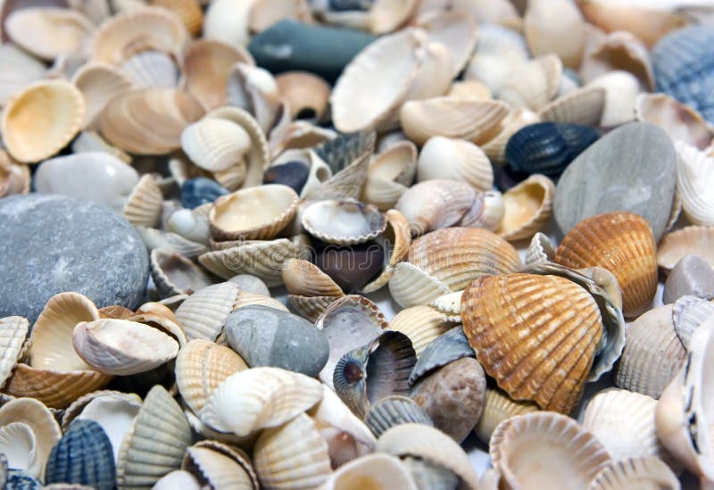 Lots of shells stock image. Image of travel, nature, mollusk - 6850773