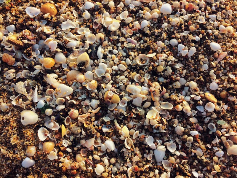 Lots of shells stock photo. Image of refreshing, sand - 98714272