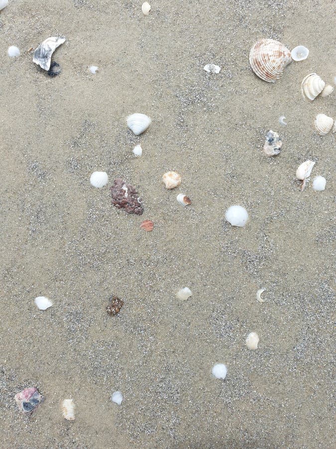 Lots of shells on the sand stock photo. Image of beach - 347486842