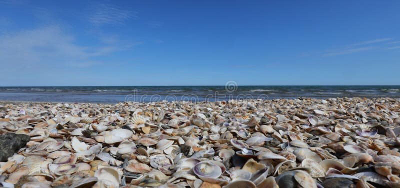 Lots of Shells by the Sea without People Stock Photo - Image of clam ...