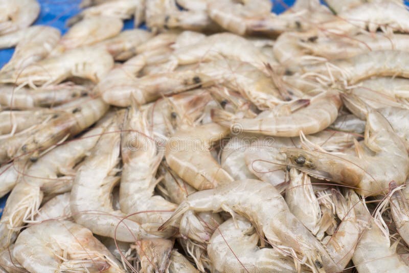 Lots of Shrimp Put on a Plastic Stock Photo - Image of plastic, tasty ...