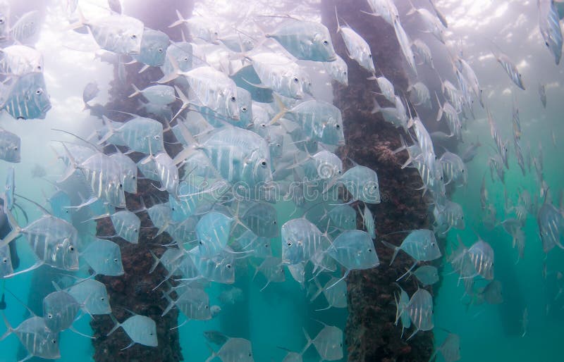 Lots of Silver Fish Under a Pier Stock Image - Image of reef, lookdown ...