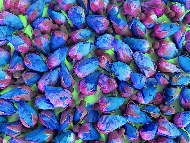 Lots of Small Blue, Rose Buds Stock Photo - Image of healing, natural ...