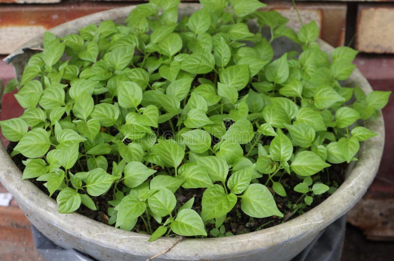 Lots of Small Chilli Plants Growing on Bucket at a Plant Nursery Stock ...