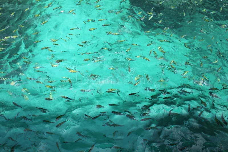 Lots of Small Fish in the Turquoise Water Stock Image - Image of small ...