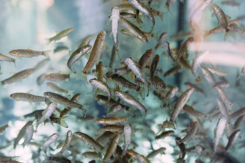 Lots of Small Garra Rufa Fish in a Fish Pilling Aquarium or Fish Spa ...