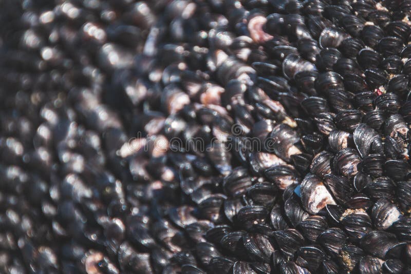 Small Mussel Shells Attached To a Boulder on a Beach Stock Photo ...