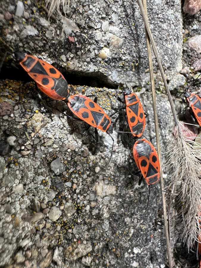 Lots of small red insects stock image. Image of garden - 275179855