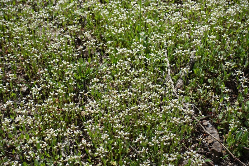 Lots of Small White Wild Flowers in Spring Stock Photo - Image of ...