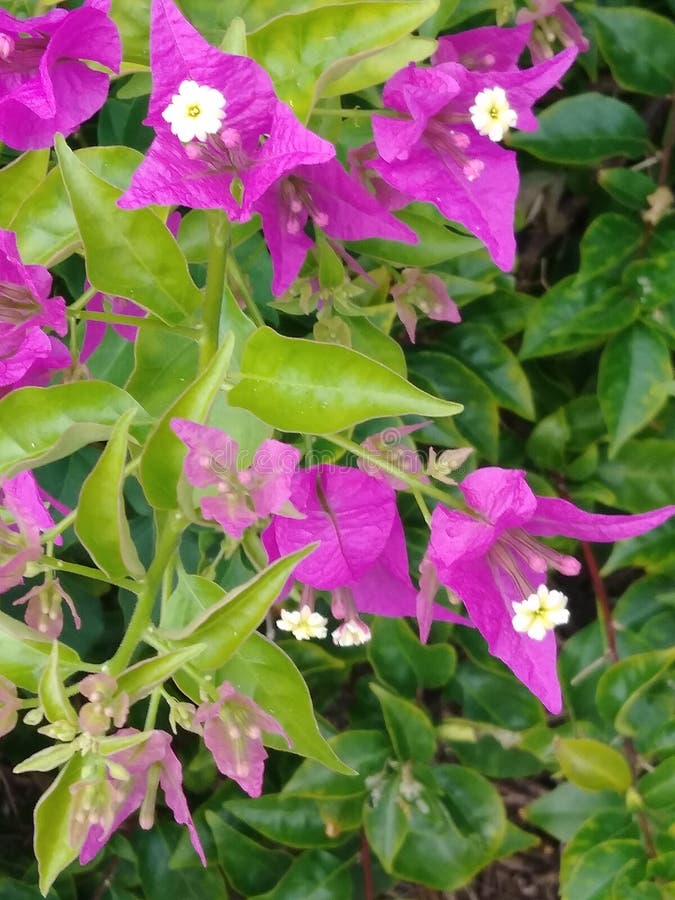 Lots of smiles stock photo. Image of smiles, lots, purple - 160156480