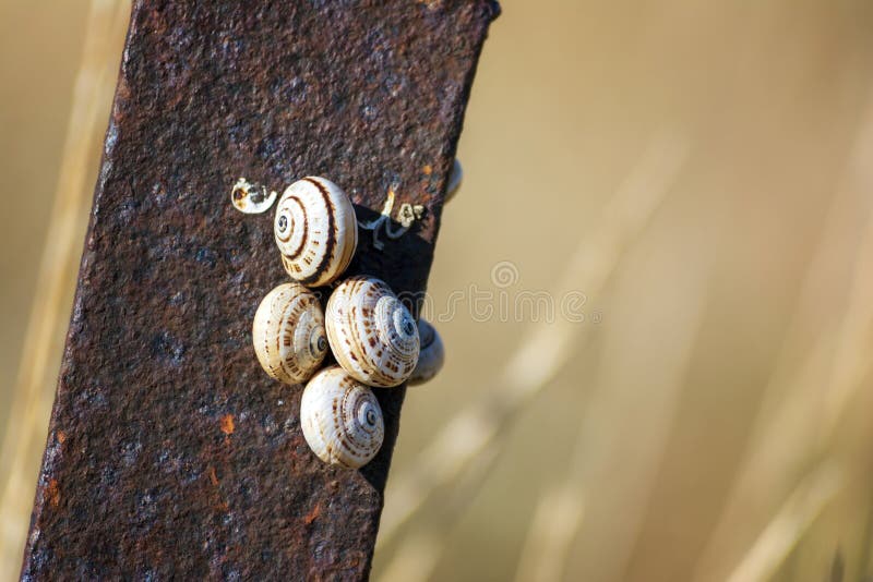 Lots of Snails on a Metal Pole Stock Image - Image of closeup, outdoors ...