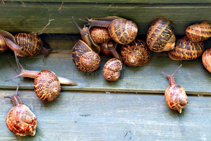 Lots of snails on wall. stock photo. Image of gastropods - 227691458