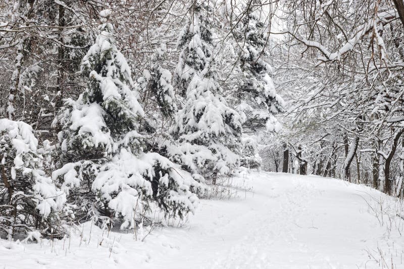 Lots of snow in forest stock photo. Image of wallpaper - 13348136