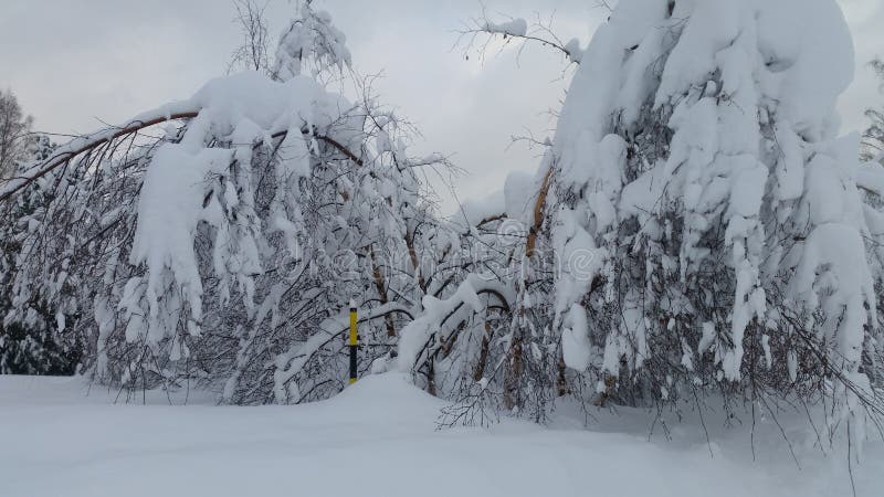 Lots of snow stock photo. Image of north, winter, snow - 82110014