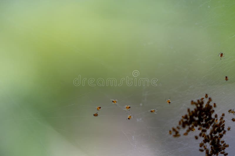 Lots of Spider Babies in the Web Stock Photo - Image of wildlife ...