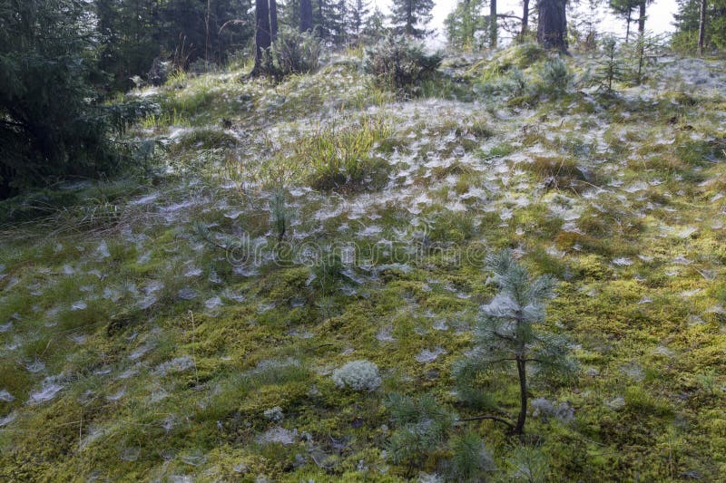 Lots of Spider Webs on the Moss and Grass of a Clearing in a Pine ...
