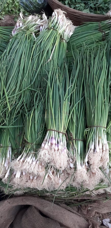 A Lots of Spring Onions Used To Eat Stock Image - Image of onions ...