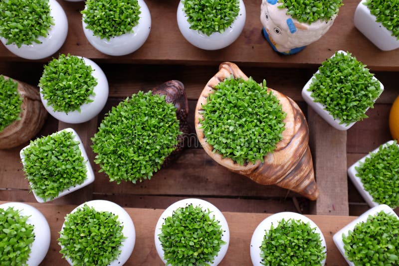 Lots of sprout stock photo. Image of plant, peaceful - 60669034