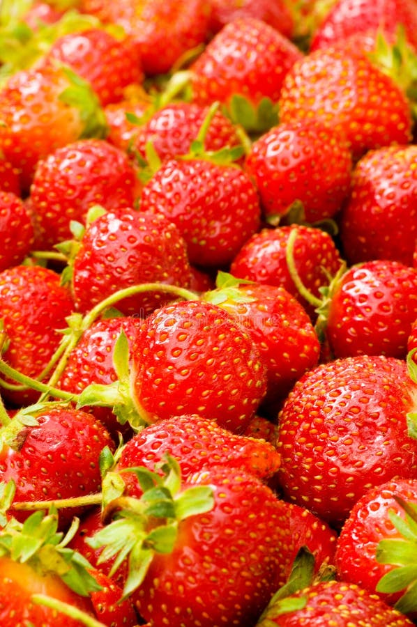 Lots of strawberries stock image. Image of gourmet, healthy - 10537095