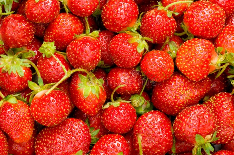 Lots of strawberries stock image. Image of snack, freshness - 11295435