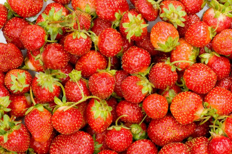 Lots of strawberries stock image. Image of ripe, berry - 6943583