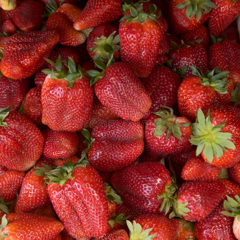 Lots of strawberries stock image. Image of strawberry - 1437171