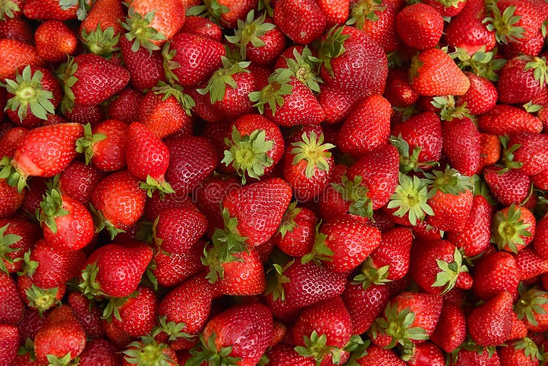 Lots of strawberries stock image. Image of strawberry - 1437171