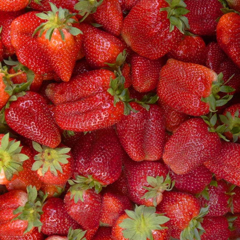 Lots of strawberries stock image. Image of strawberry - 1437171