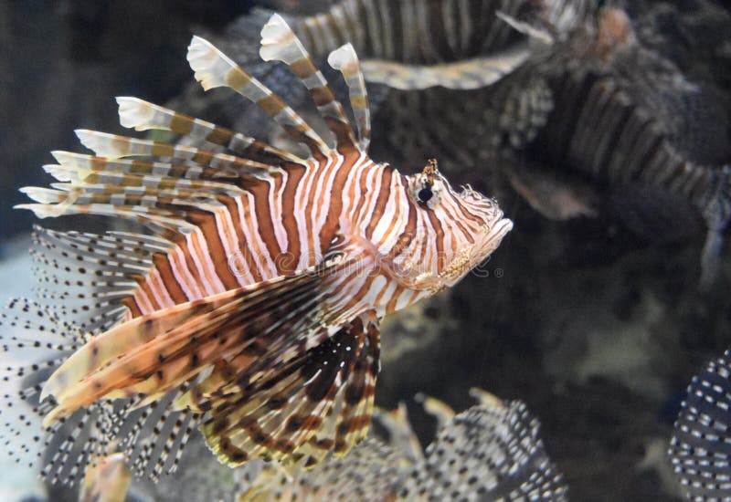 Lots of Stripes on this Zebrafish in the Ocean Stock Image - Image of ...