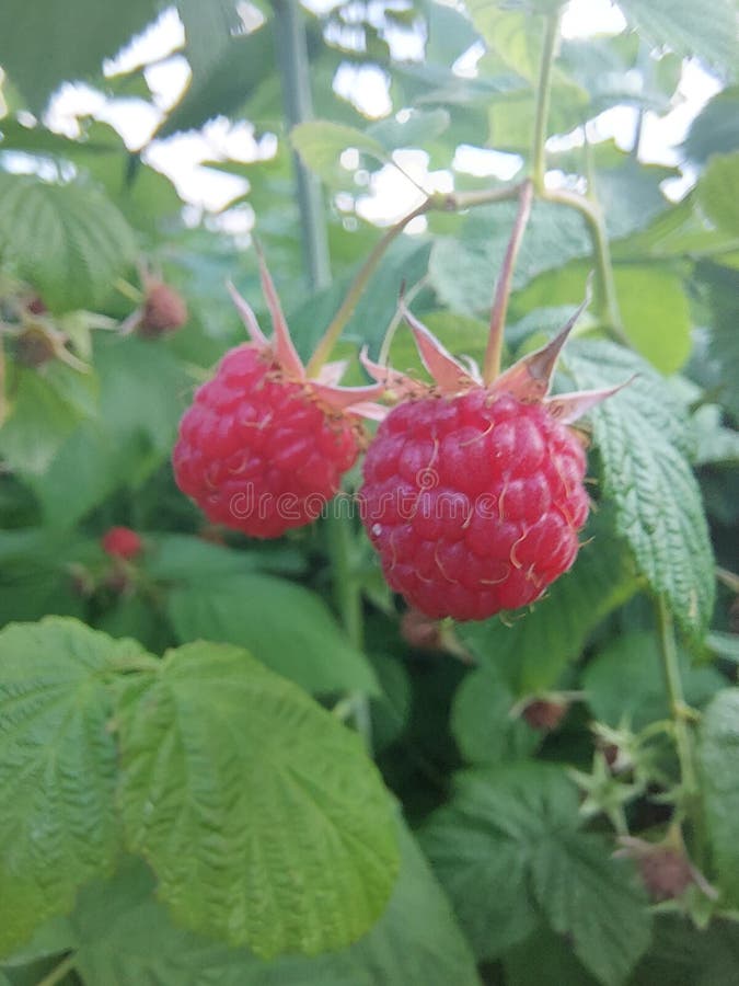 Lots of Summer Raspberry Crops this Summer Stock Photo - Image of ...