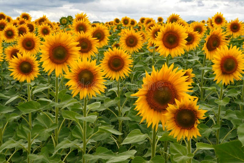 Lots of Sunflowers on the Field Under Stormy Sky Stock Photo - Image of ...