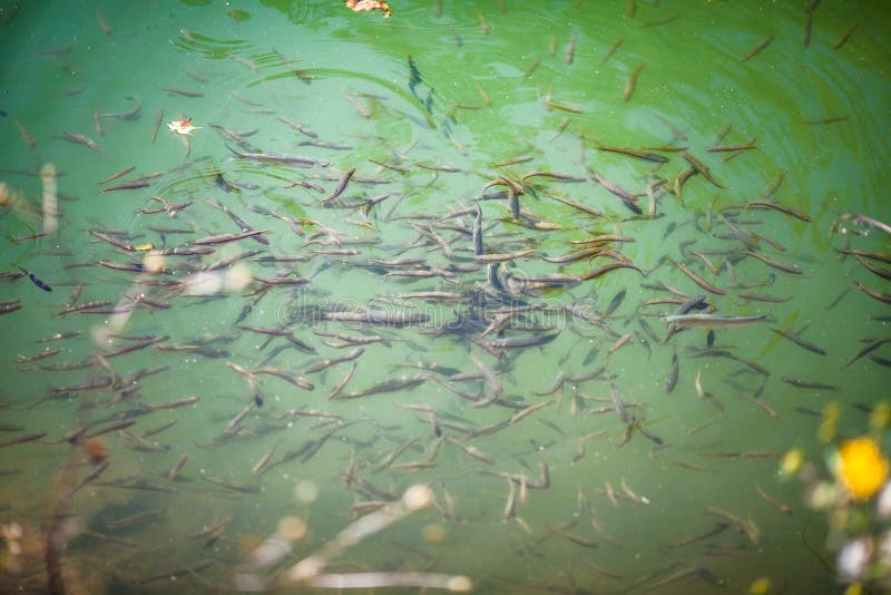 Lots of Tiny Fish in a Lake. Stock Photo - Image of mouth, color: 117437638