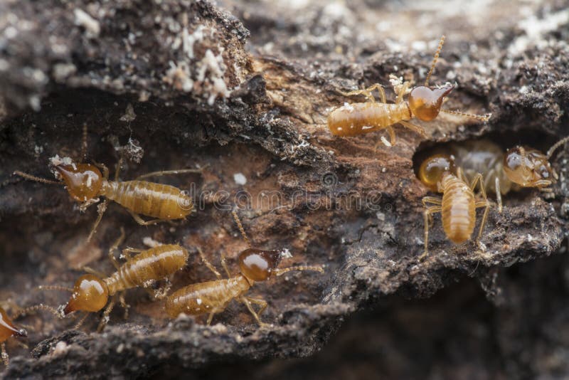 Lots of Tiny Termites on the Dried or Dead Tree Bark Stock Image ...