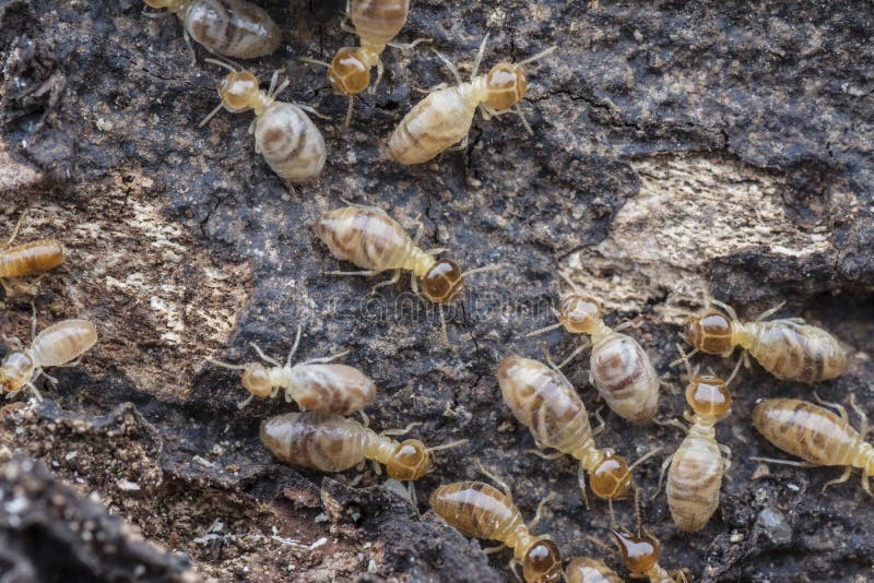 131 Dead Termite Queen Stock Photos - Free & Royalty-Free Stock Photos ...