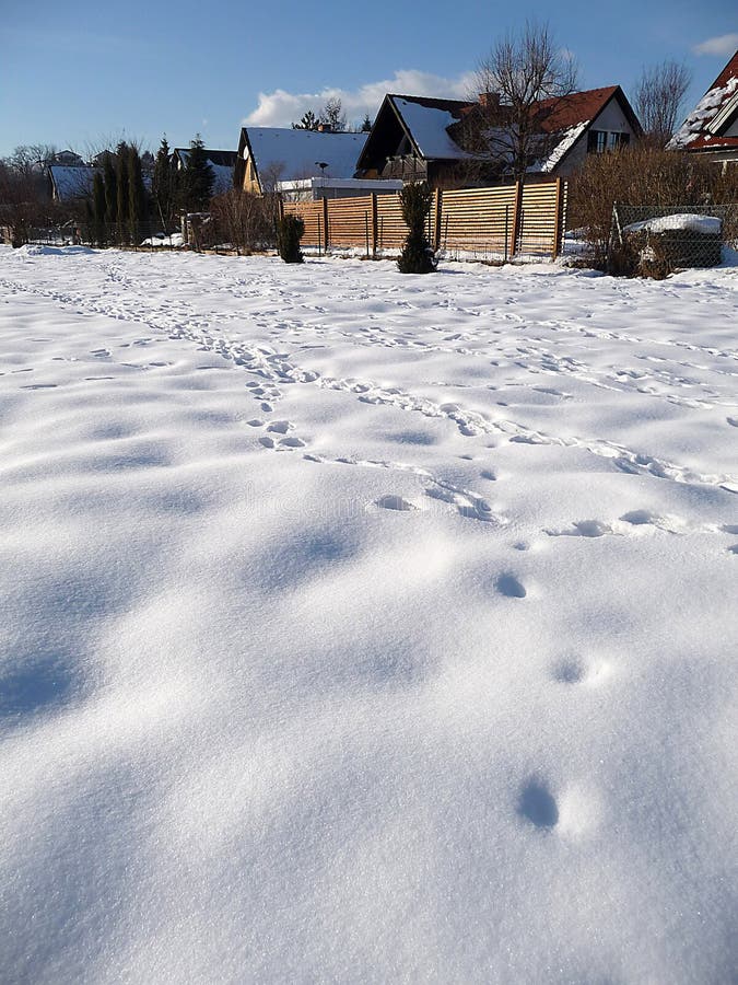 Traces in snow stock photo. Image of clear, meadow, traces - 15490672