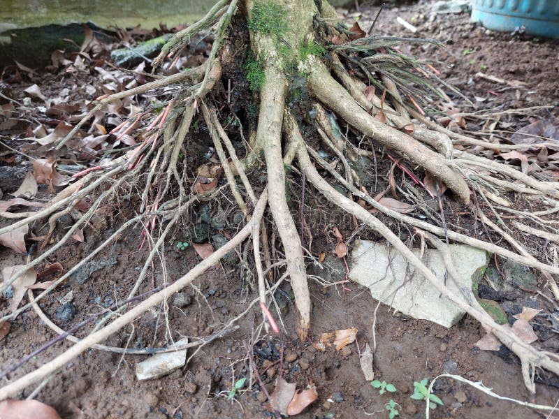 Lots of tree roots stock image. Image of roots, flower - 347590781