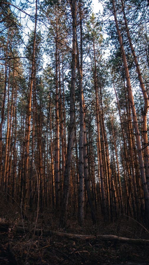 Lots of trees in a forest stock image. Image of sunlight - 178927971