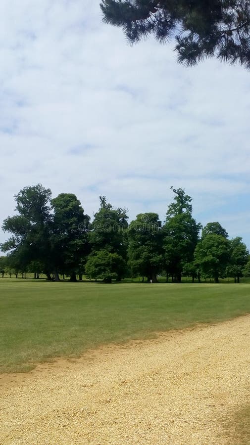 Lots of trees stock image. Image of path, trees, long - 94981509