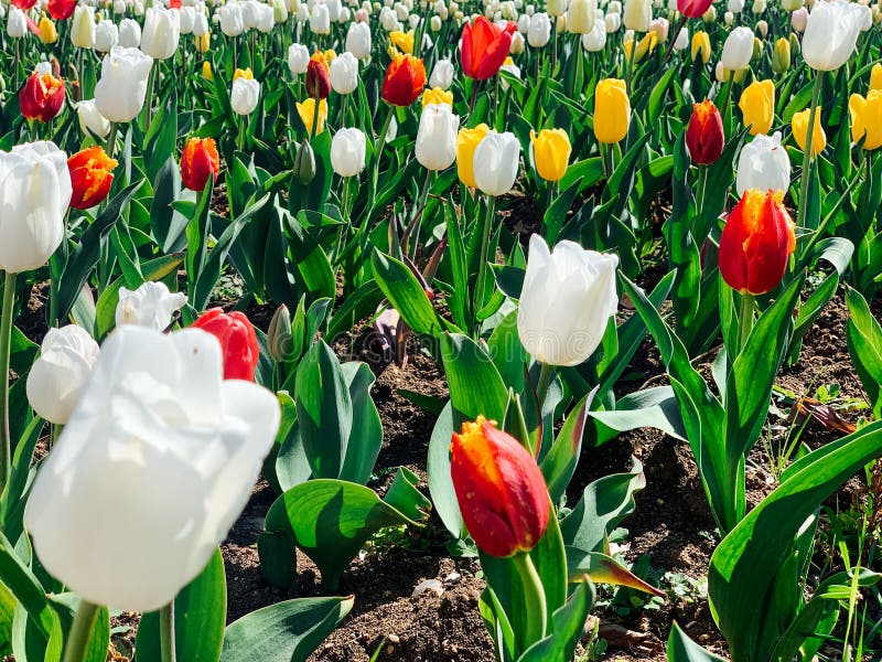 Lots of Spring Tulips of Different Colors Beautiful Flowers Stock Image ...