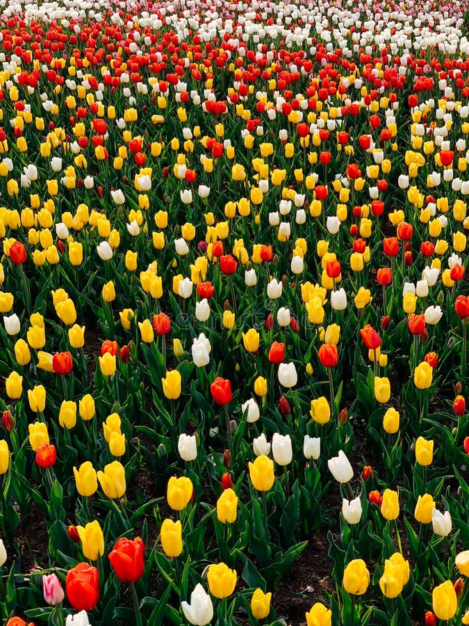 Lots of Spring Tulips of Different Colors Beautiful Flowers Stock Photo ...