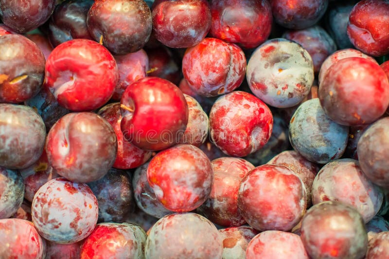 Lots of unwashed plums. stock photo. Image of detail - 46440888