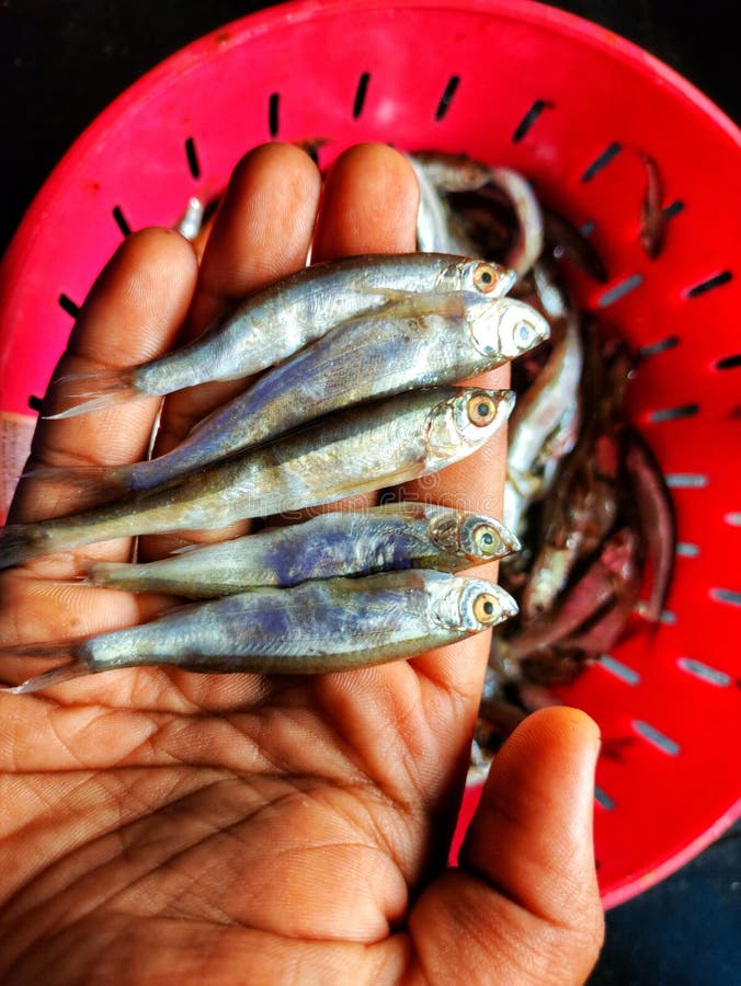 Lots of Very Nutirition Rich Small Fish in Hand HD Stock Image - Image ...