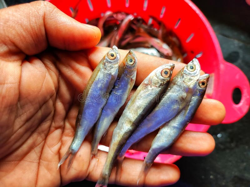 Lots of Very Nutirition Rich Small Fish in Hand HD Stock Photo - Image ...
