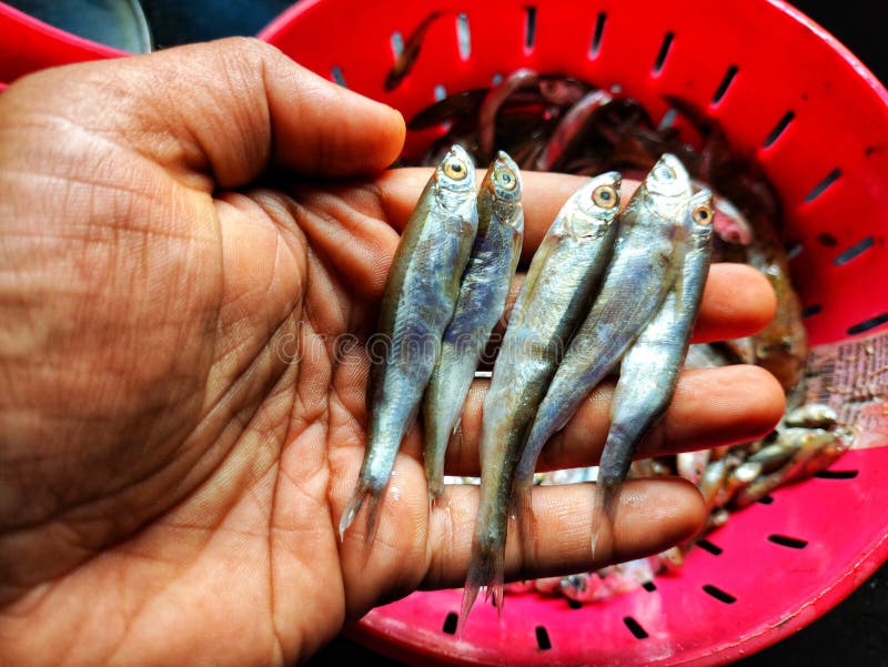 Lots of Very Nutirition Rich Small Fish in Hand HD Stock Photo - Image ...
