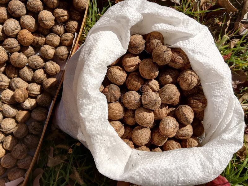 Walnuts and a bag stock image. Image of full, background - 32433209