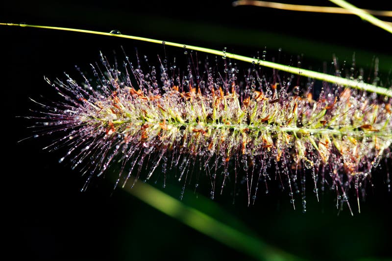 Foxtailplant Stock Photos - Free & Royalty-Free Stock Photos from ...