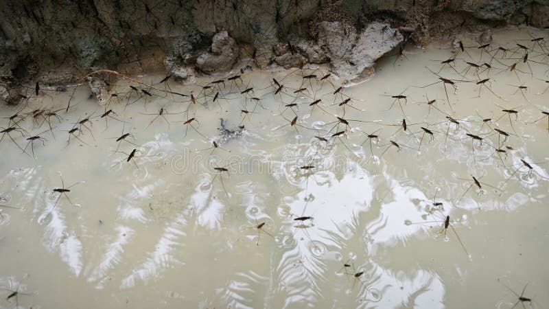 Lots of Water Strider Insects Walking on the Chalky Water Surface ...