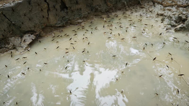 Lots of Water Strider Insects Walking on the Chalky Water Surface ...